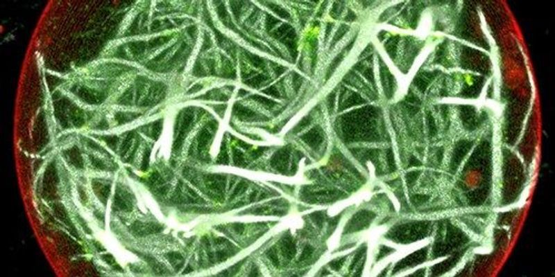 Image of the Day: Artificial Cell | The Scientist