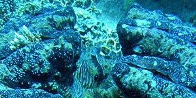 Sophisticated Symbiosis | The Scientist