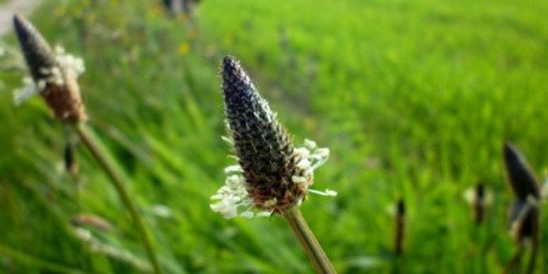 Image of the Day: Windblown Weed | The Scientist