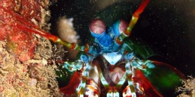 Shrimp-Inspired Cancer Camera | The Scientist