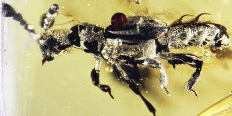 Image of the Day: Primordial Moocher | The Scientist