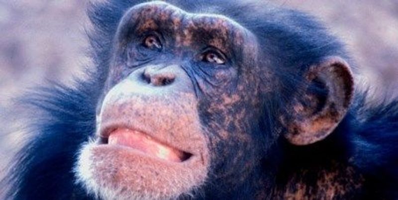 Chimp Culture Caught on Camera | The Scientist
