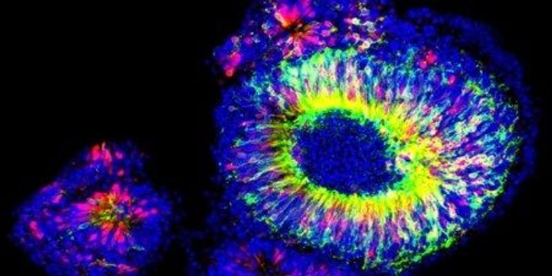 All Eyes On Stem Cells | The Scientist