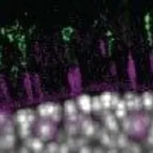 Photoreceptors | The Scientist