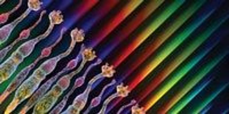 The Rainbow Connection | The Scientist