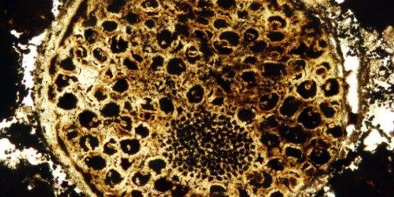 Ancient Algae or Early Animals? | The Scientist