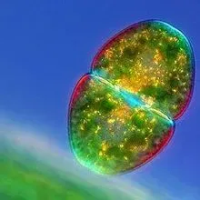 Image of the Day: Ethereal Alga | The Scientist