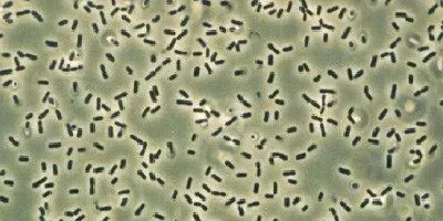 Incorporating Soil Microbes in Climate Change Models | The Scientist