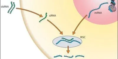 FDA OKs siRNA Ebola Drug | The Scientist