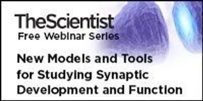 New Models and Tools for Studying Synaptic Development and Function ...