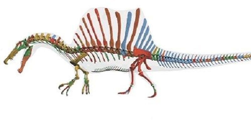 Did Spinosaurus Swim? | The Scientist