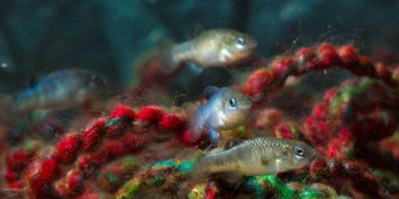 Image of the Day: Desert Fish | The Scientist