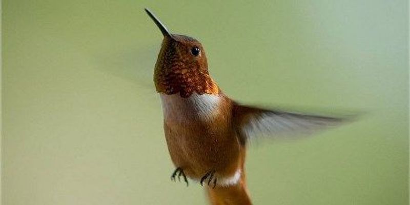Bye Bye, Birdies? | The Scientist