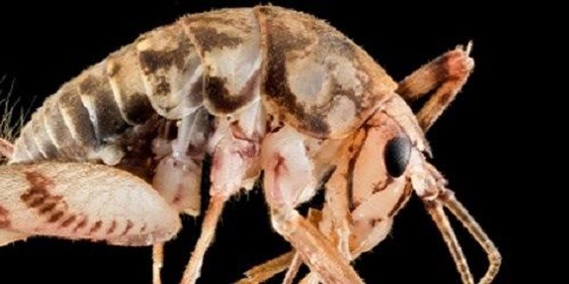 Image of the Day: Home Invader | The Scientist