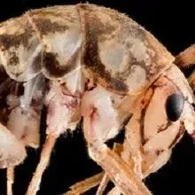 Image of the Day: Home Invader | The Scientist