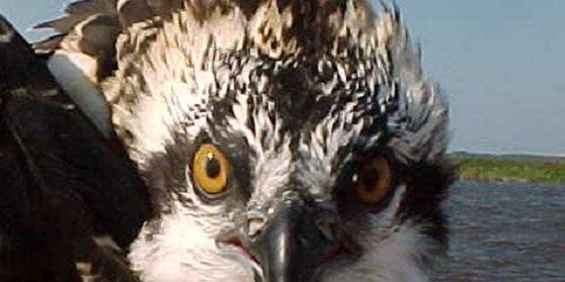 Image of the Day: Sea Hawk Stare-Down | The Scientist