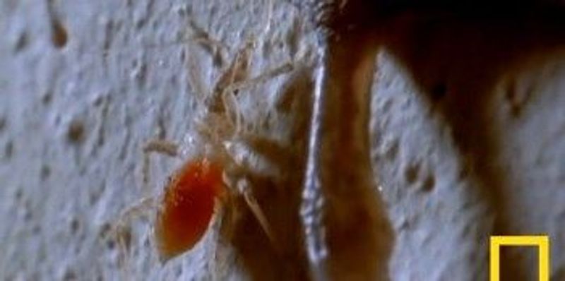 This Bug Sucks | The Scientist