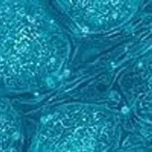 Biorepository | The Scientist