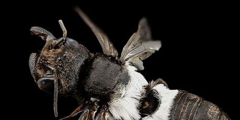 Image of the Day: Banded Bee | The Scientist