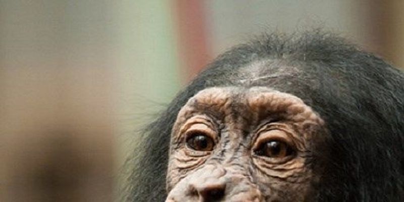Chimps Empath-eyes? | The Scientist