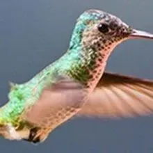 Hummingbird | The Scientist