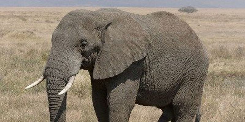 Poached Toward Extinction? | The Scientist