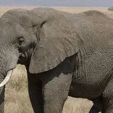 Poached Toward Extinction? | The Scientist