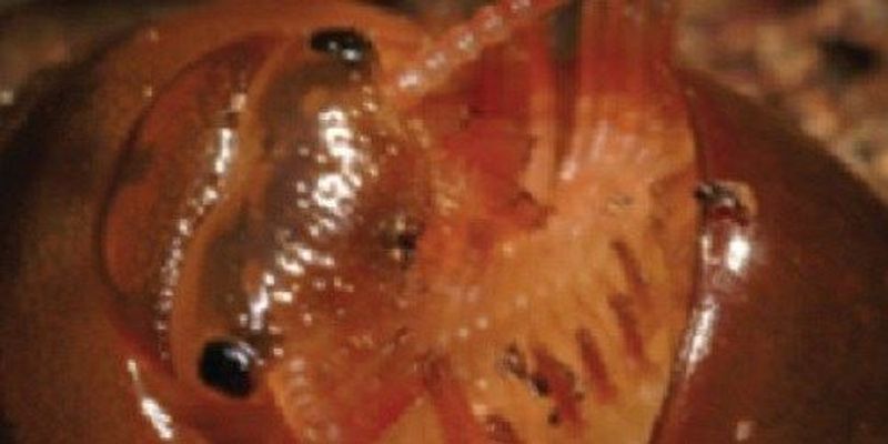 Image of the Day: Curled Up Cave-Dweller | The Scientist