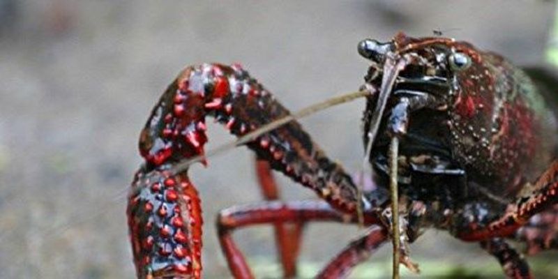 Crayfish Blood Cells Make New Neurons | The Scientist