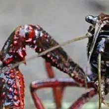 Blood Cells | The Scientist