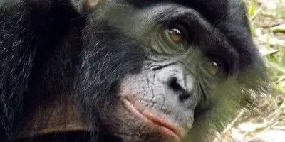 Are Apes as Empathetic as Humans? | The Scientist