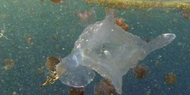 Killer Jelly Found in Australian Waters | The Scientist