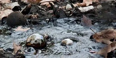 Microbes in a Tar Pit | The Scientist