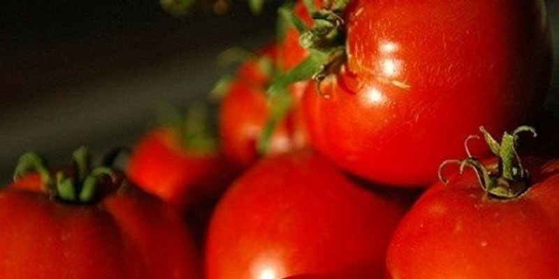 Light-Tolerant Tomatoes | The Scientist