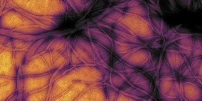 Image of the Day: Protein Mesh | The Scientist