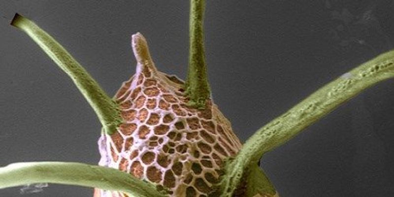 Image of the Day: Elaborate Eggshell | The Scientist Magazine®