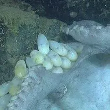 Cephalopod Coddling | The Scientist