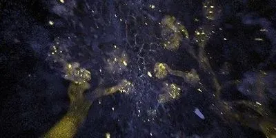 Next Generation: See-through Mice | The Scientist