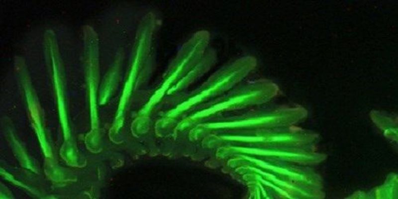 Image of the Day: Mesmerizing Mucus | The Scientist Magazine®