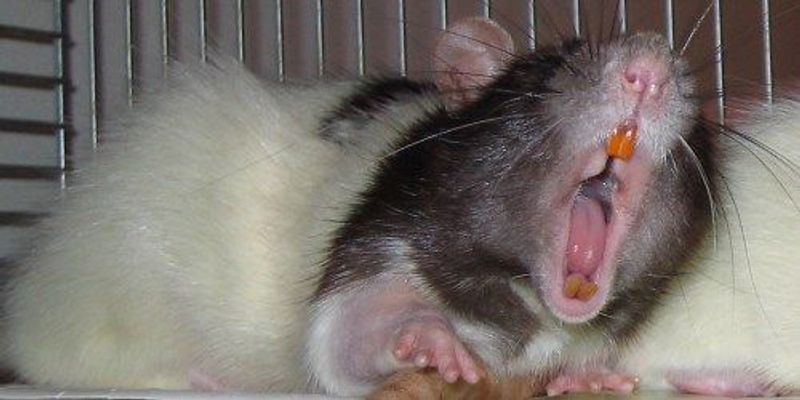 Rat Odors Teach Fear | The Scientist