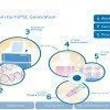New L7™ hiPSC Reprogramming and hPSC Culture System | The Scientist
