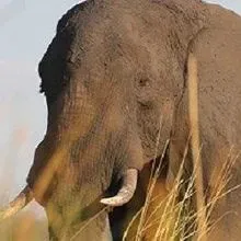 Olfactory Receptors | The Scientist