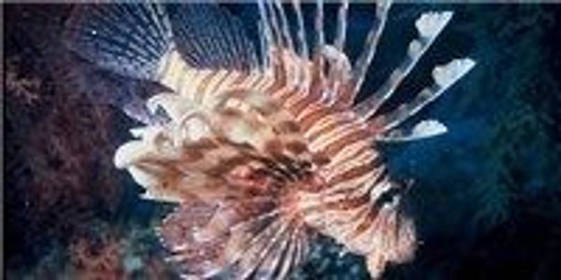 Dustup Over Lionfish Science Fair Project | The Scientist