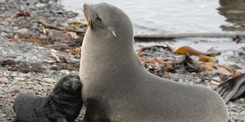 Hitting a Climate “Seal”-ing | The Scientist