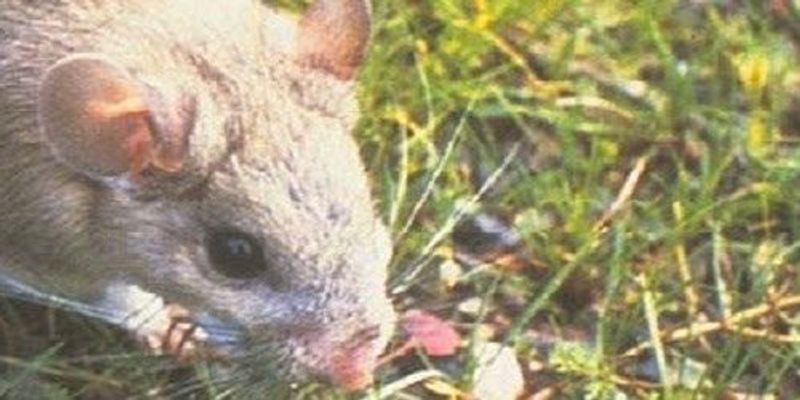 Gut Microbes Detoxify Rat Diets | The Scientist