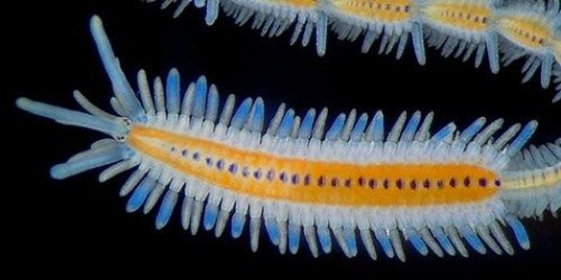 Image of the Day: Pervasive Polychaetes | The Scientist