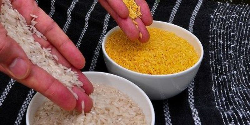 GM Rice Researcher Fights Retraction | The Scientist