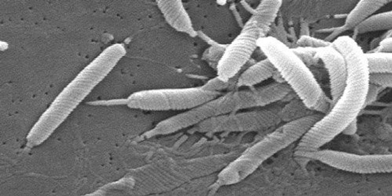 Ulcer-forming Bacteria Target Tiny Traumas | The Scientist