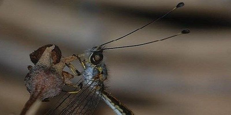 Image of the Day: Owlfly Origins | The Scientist Magazine®