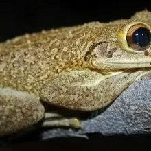 Chytrid | The Scientist